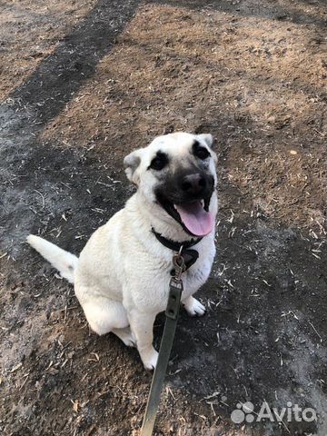 Отдам собаку в добрые руки