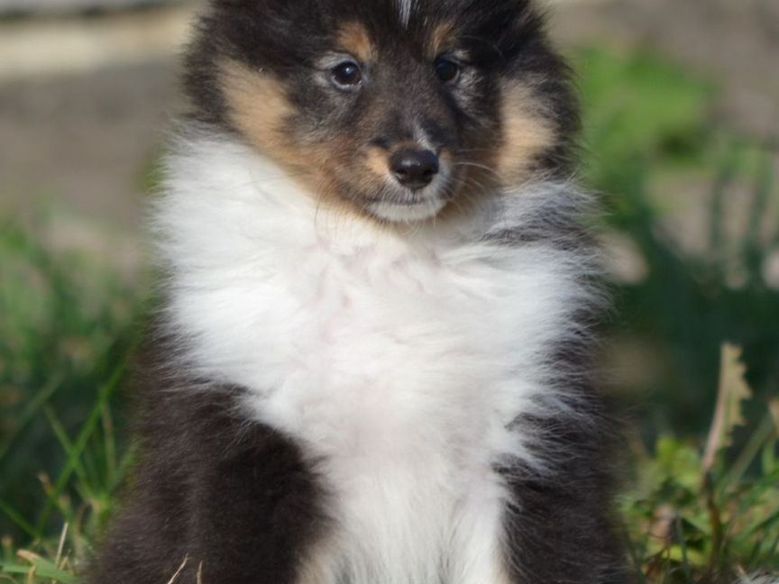 Щенки шелти (мальчики)