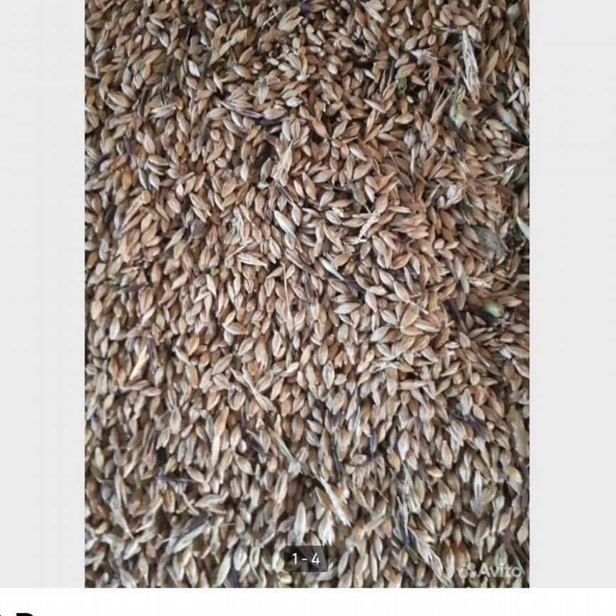 Овес ячмень пшеница
