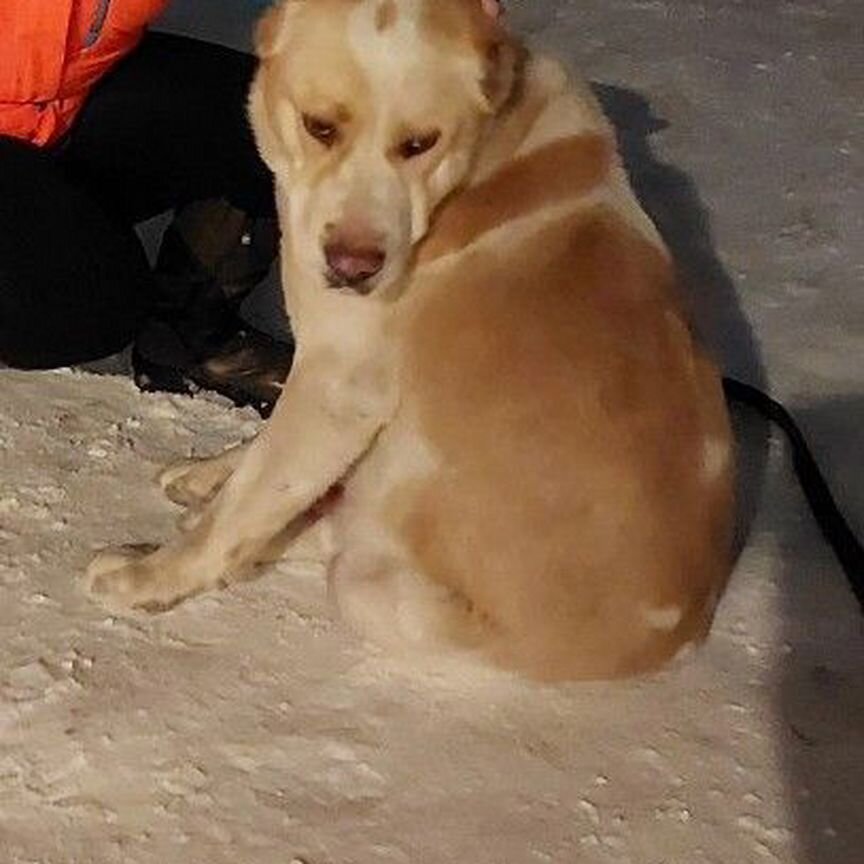 Отдам бесплатно собаку самец алабай