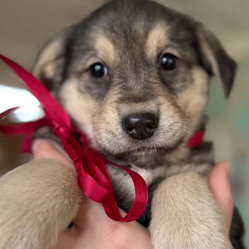 Щенок в добрые руки