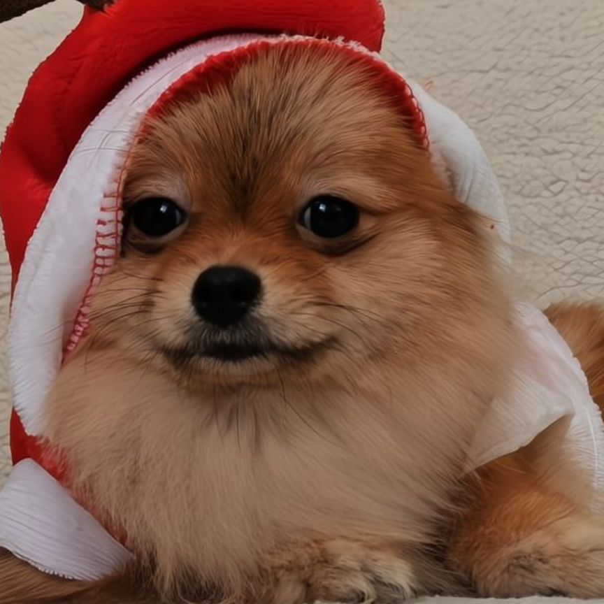 Померанский шпиц, щенок