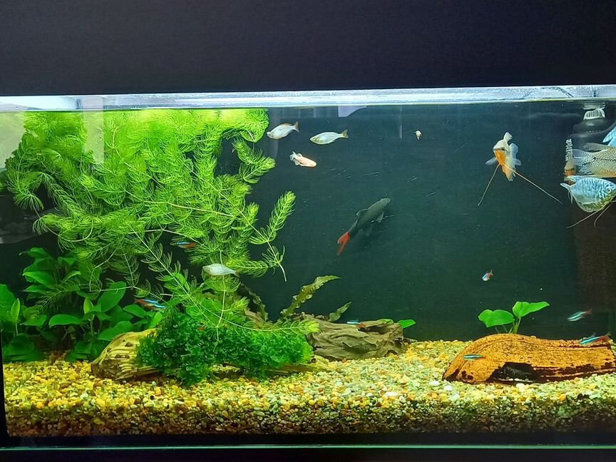 Аквариум на 100 литров