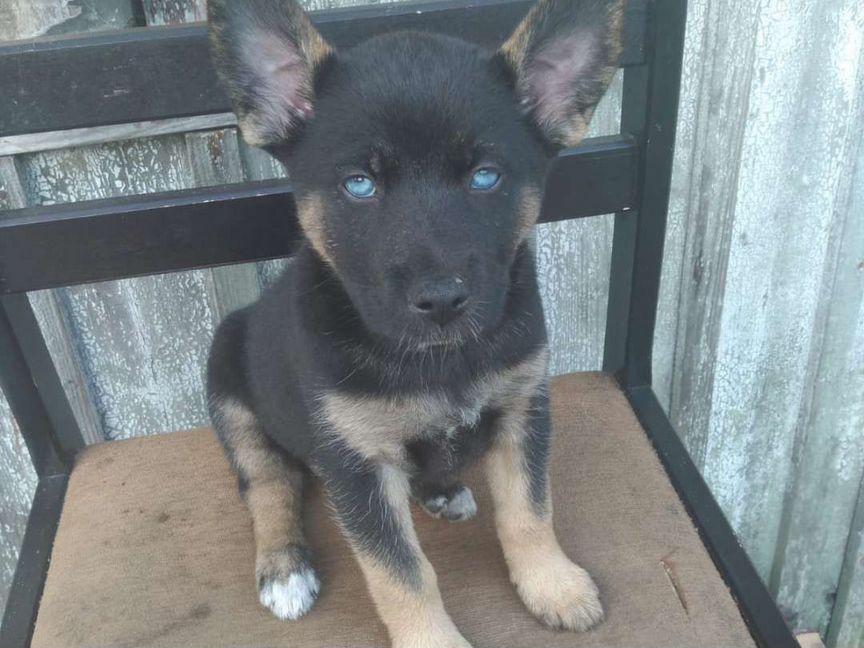 Щенки хаски метис