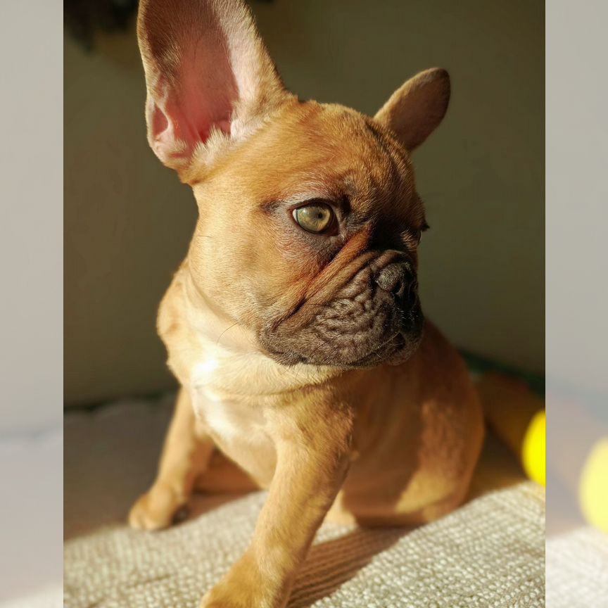 Французский бульдог, щенок