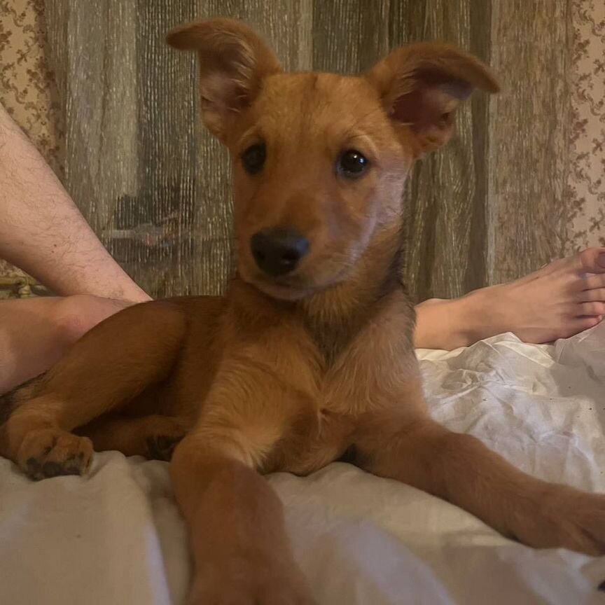 Собачка метис эрдельтерьер