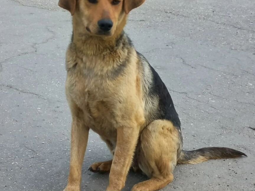 Собака в добрые руки отдам бесплатно