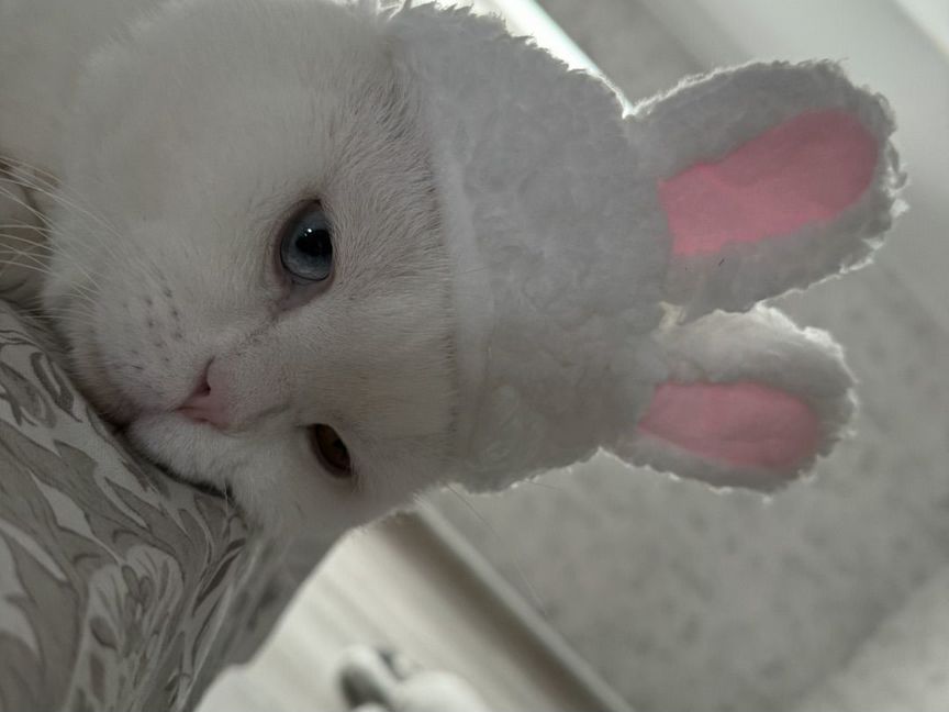 Шотландский вислоухий кот