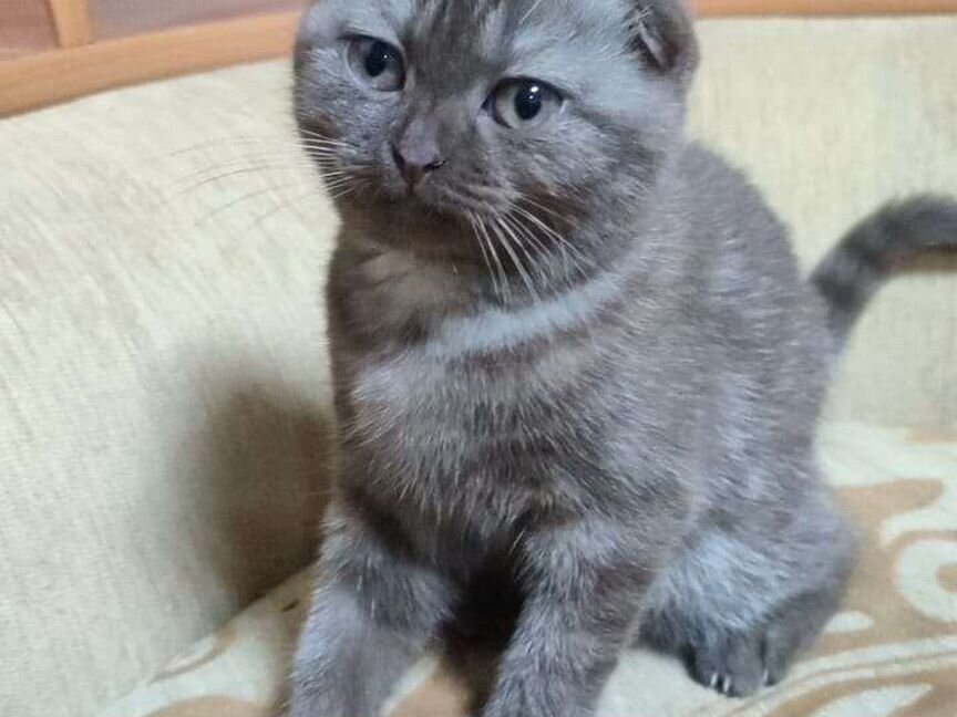 Шотландская вислоухая кошечка