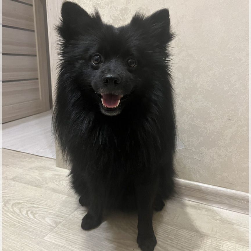 Немецкий шпиц, взрослый пёс