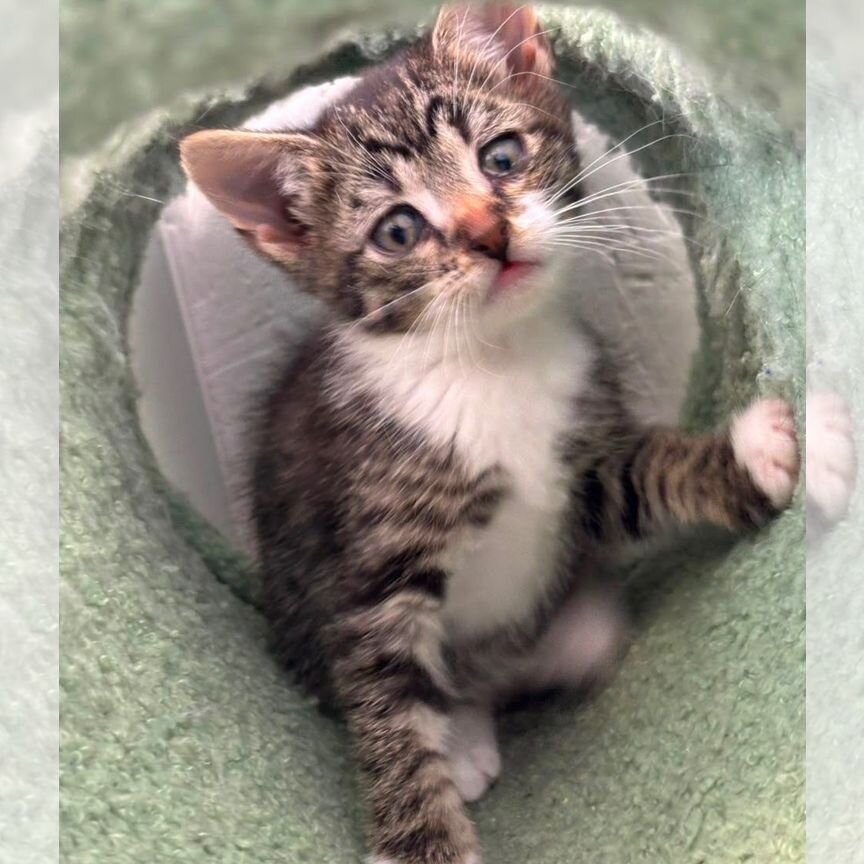 Котёнок в добрые руки