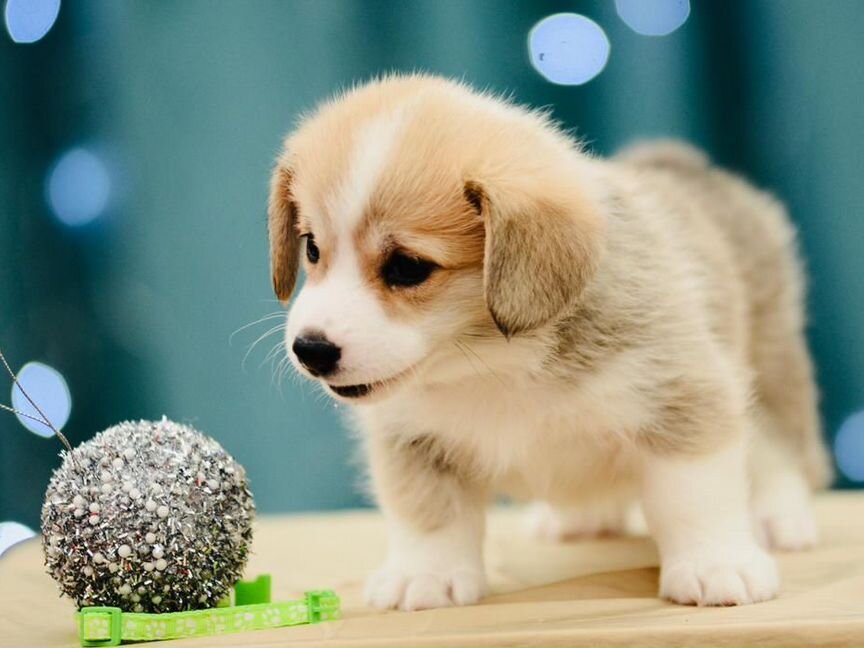 Вельш-корги пемброк девочка