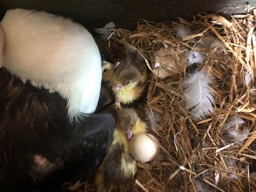 Утята индоутки