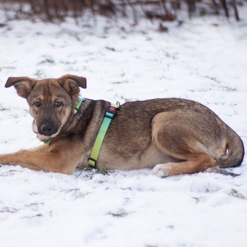 Щенок в добрые руки