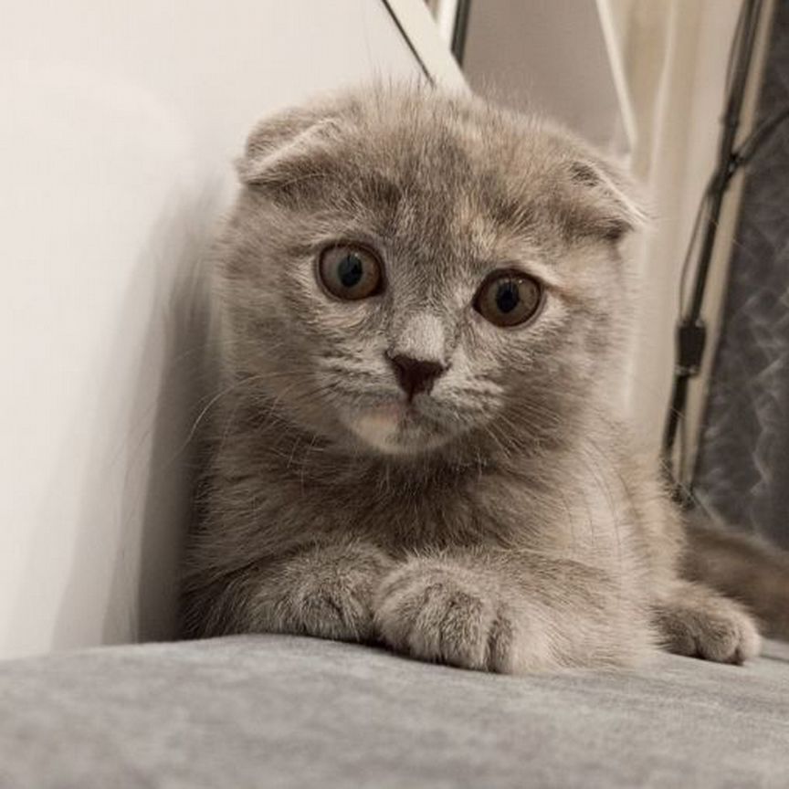 Мейн-кун котёнок