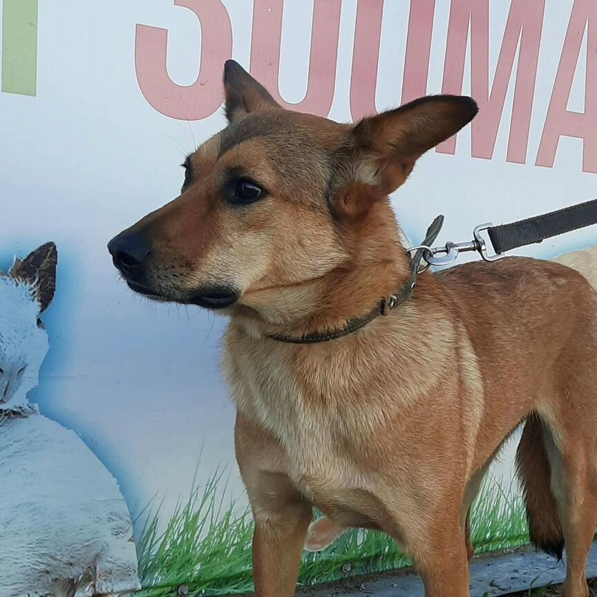 Глория в поиске Заботливой семьи (стерилизована)