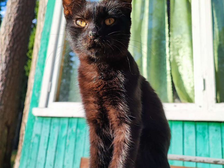 Кошка в дар бесплатно