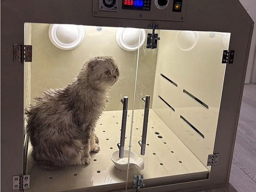 Сушильная камера для животных