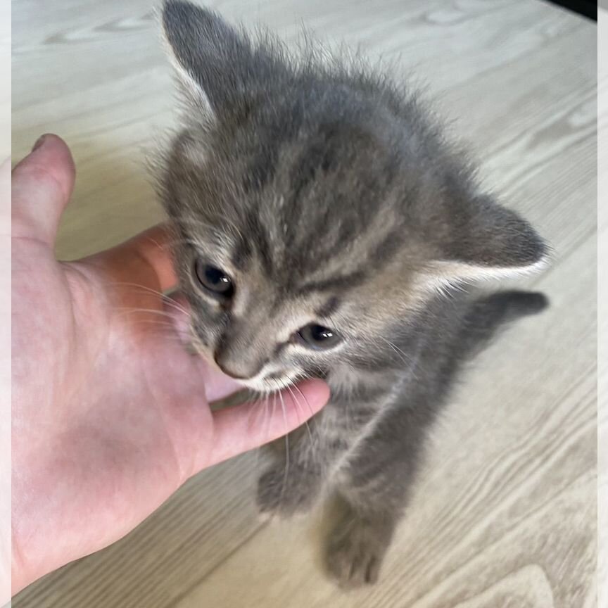 Русский голубой котёнок