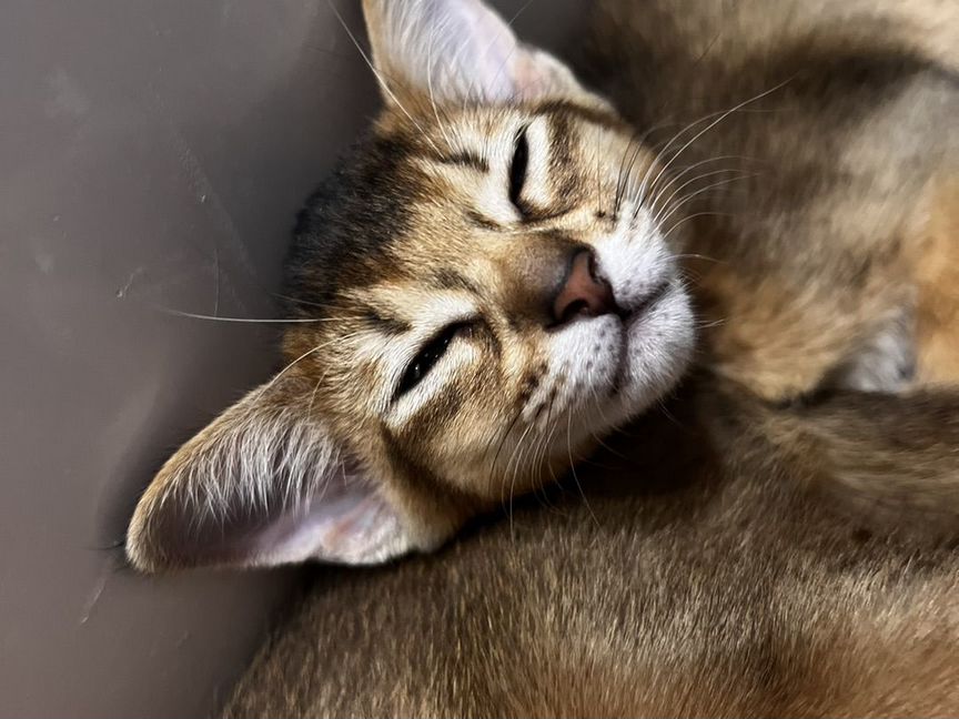 Аби клубные чистокровные дети