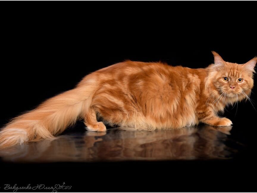 Мейн-кун от чемпиона