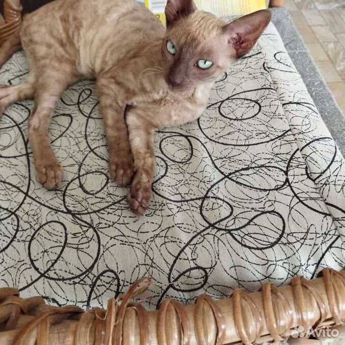 Кудрявые хулиганки