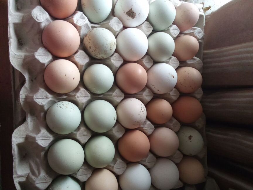 Инкубационное яйцо