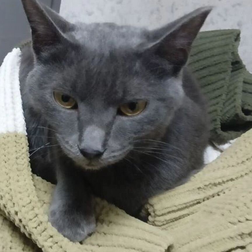 Русский голубой котёнок