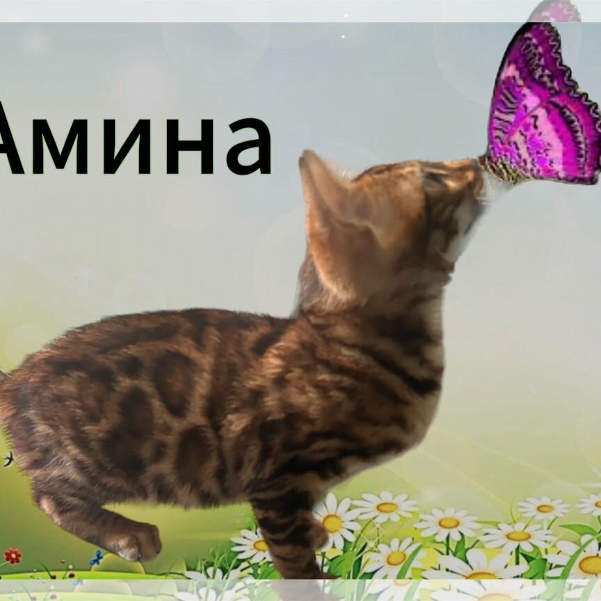 Продаю бенгальских кошечек