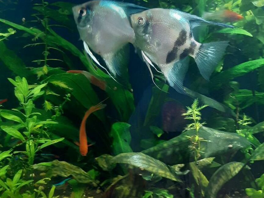 Украшение для аквариума