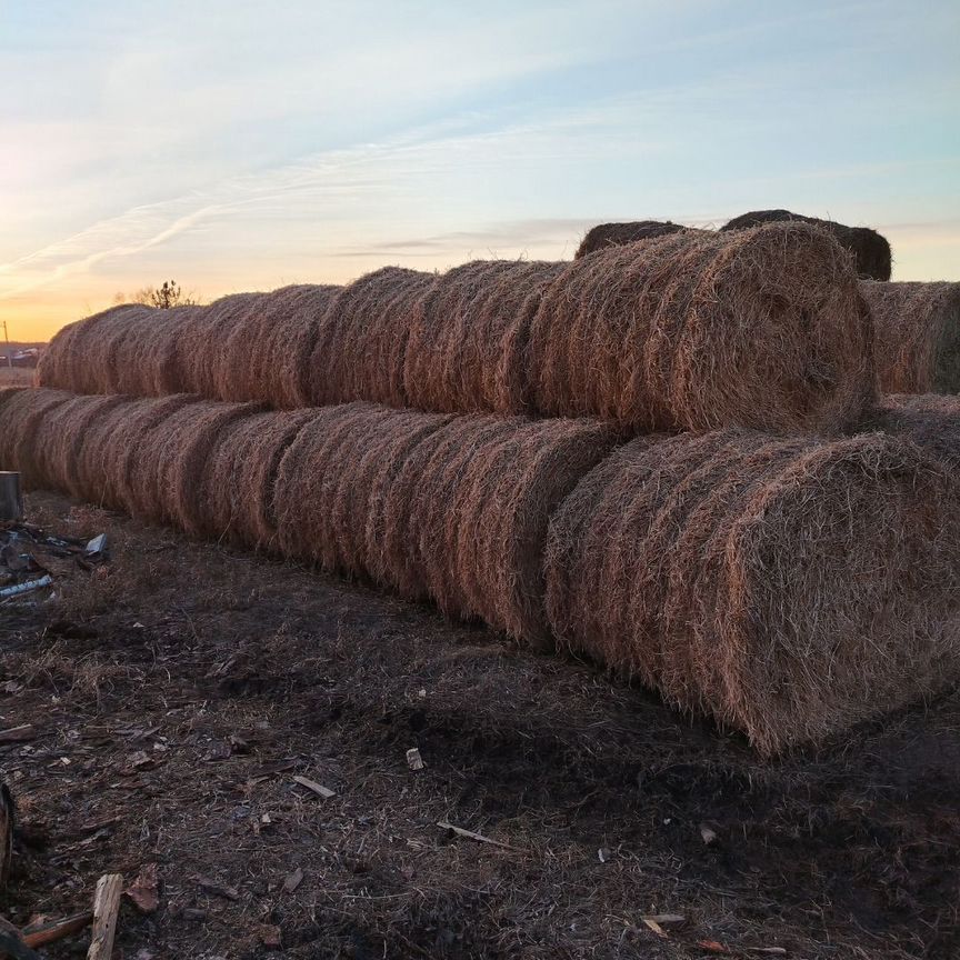 Сено люцерны в рулонах