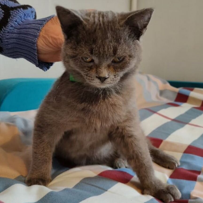 Кот Кеша желает найти семью)