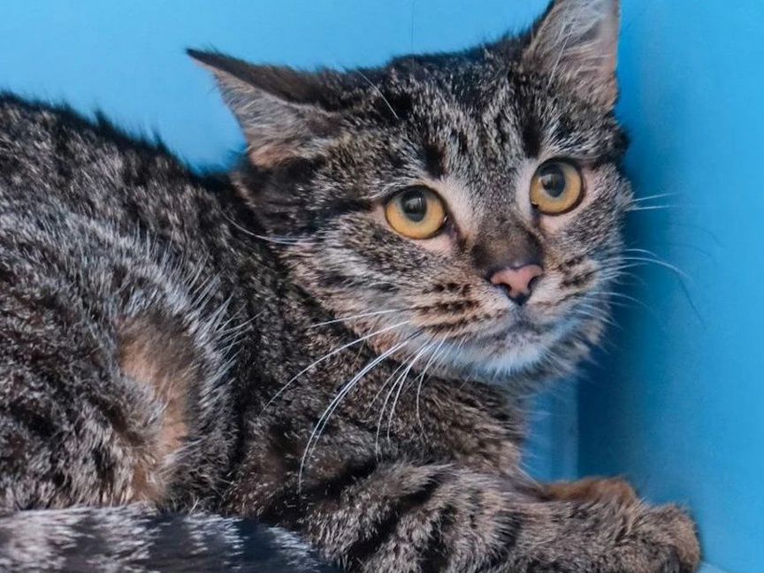 Пеппер. Неужели ее никто никогда не полюбит