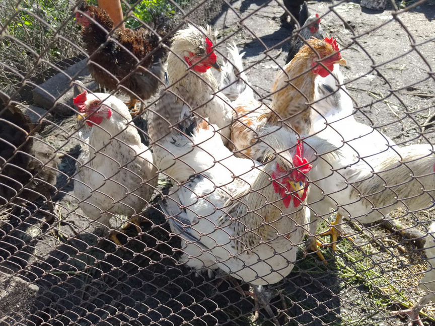 Куры петухи