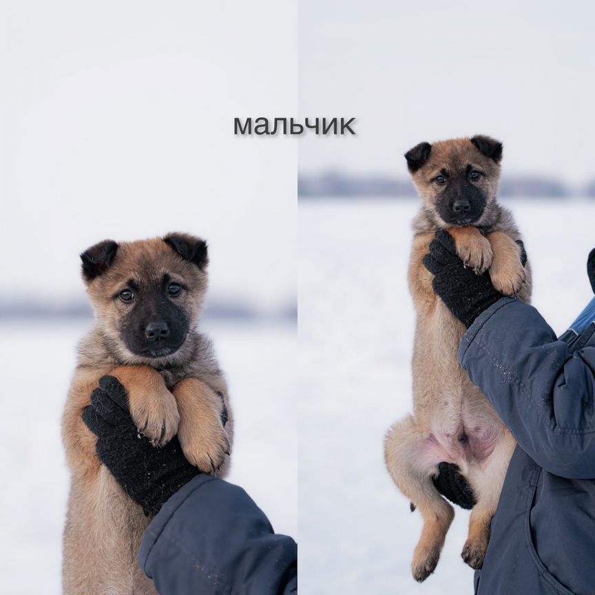 Прекрасные щенки хотят домой