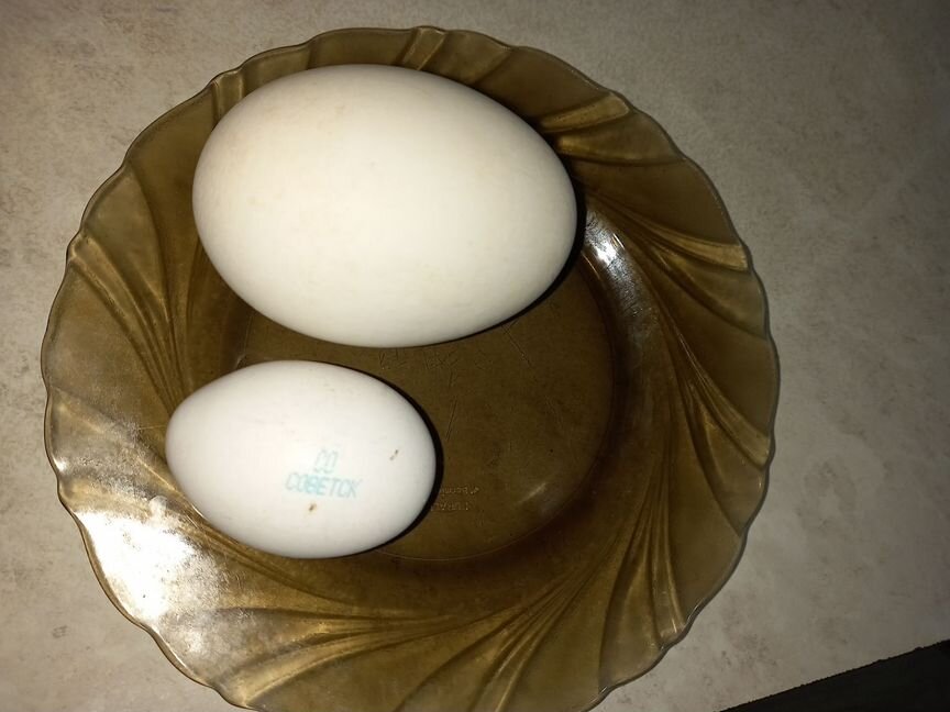 Продаю гусиные яйца