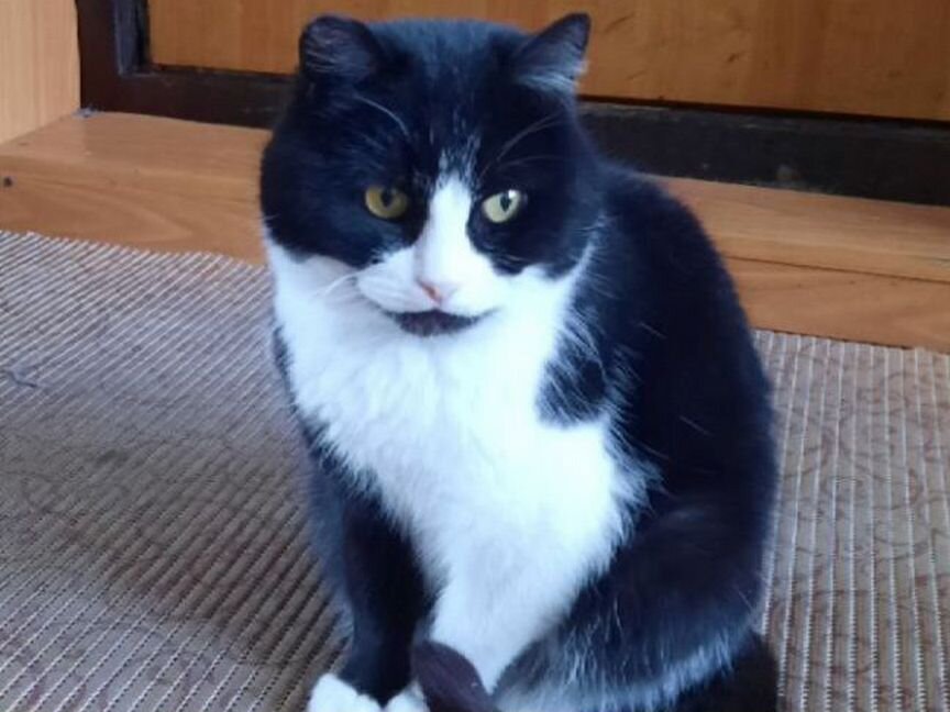 Кошечка Манечка