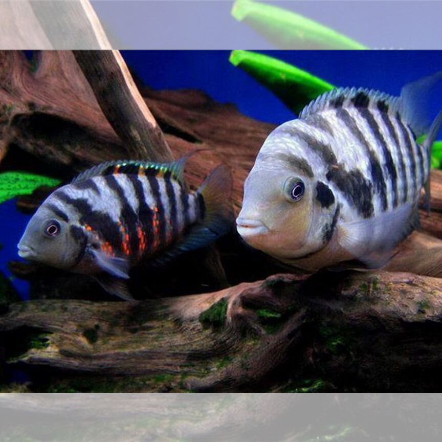 Взрослые Цихлазомы чернополосые обычные и альба