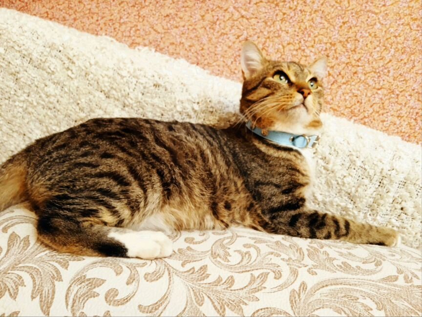 Максик в поиске своего друга)