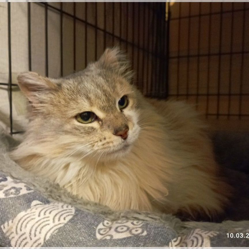 Взрослая, кошка в добрые руки