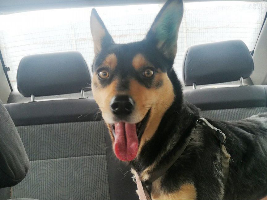 Позитивная и воспитанная собака ищет свой дом