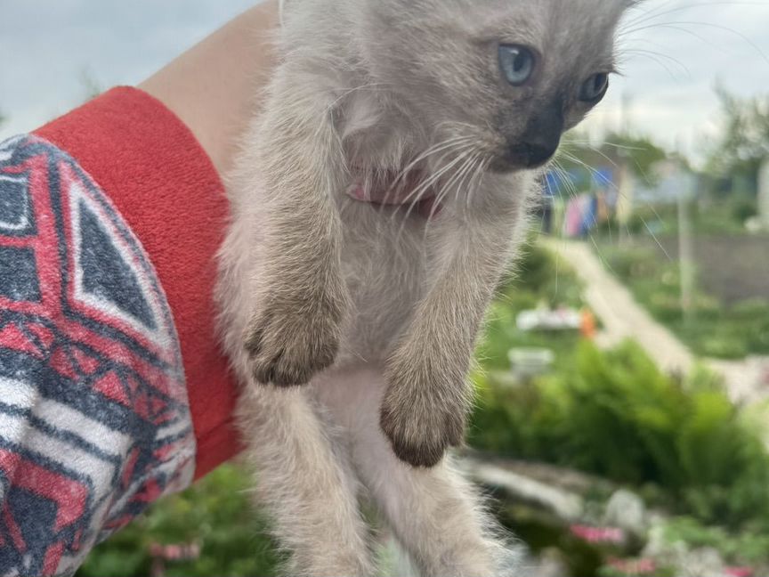 Котята сиамские бесплатно