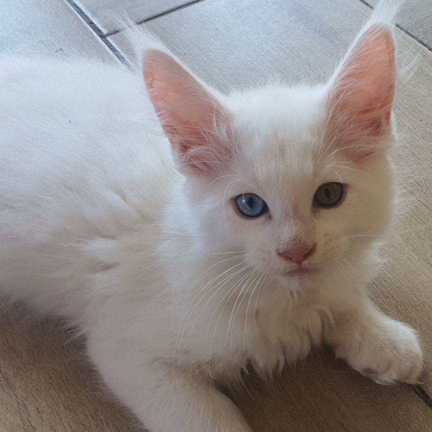 Котята
