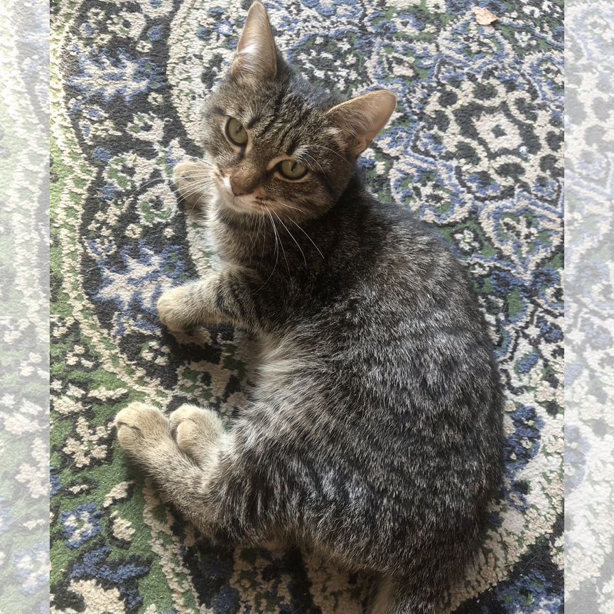 Котенок в добрые руки