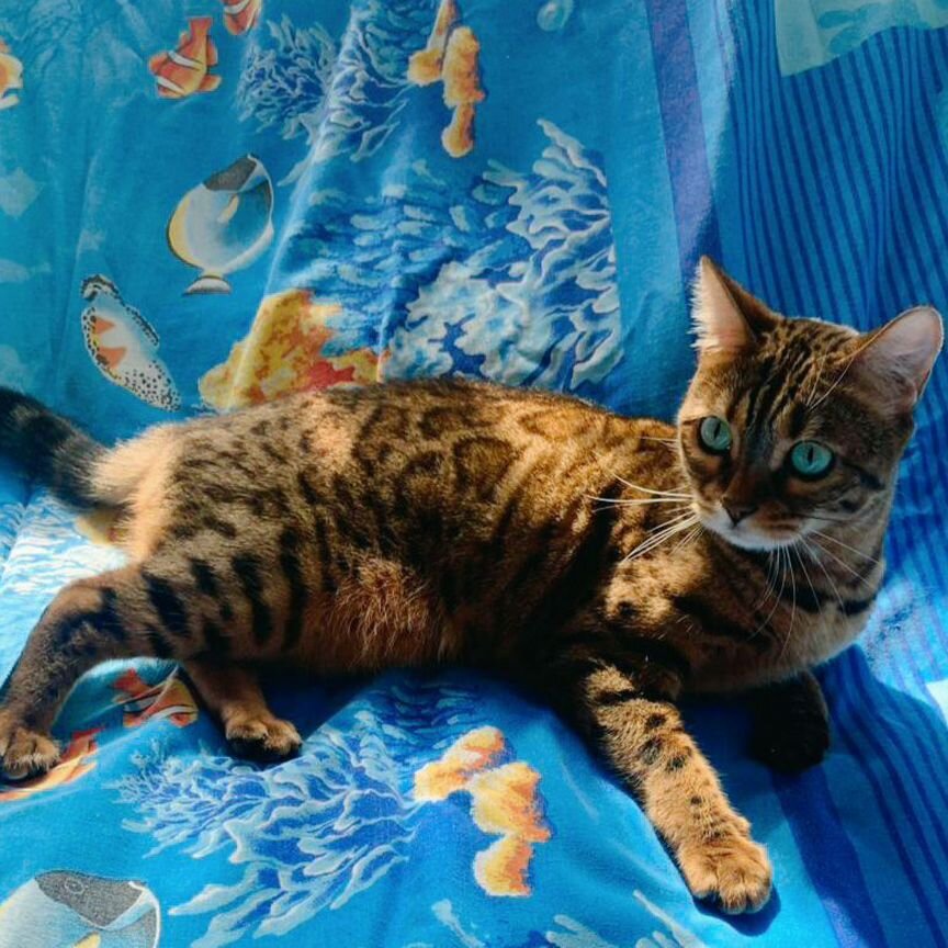 Молодая киска