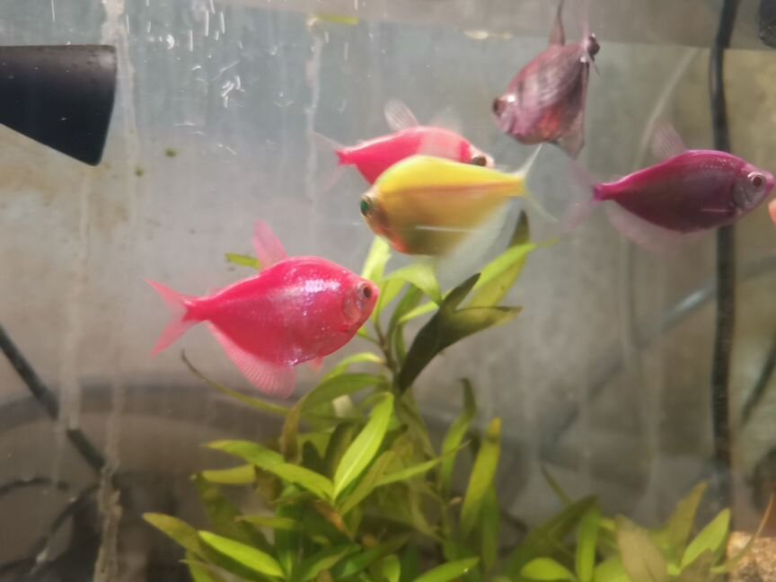 Тернеции (карамельки)