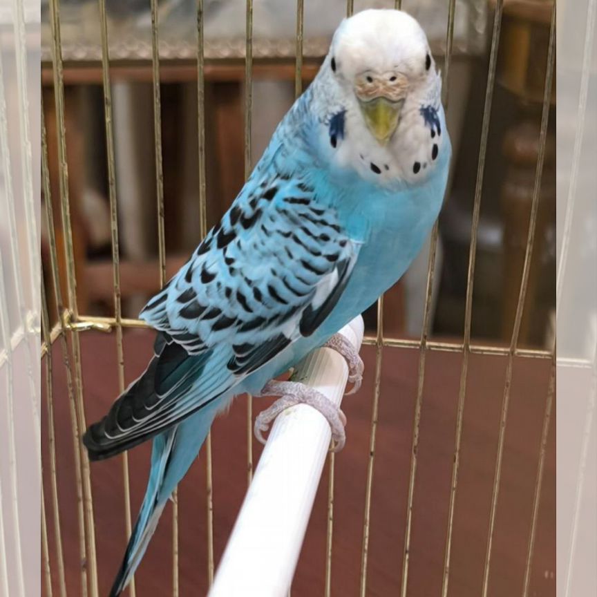 Волнистый попугай