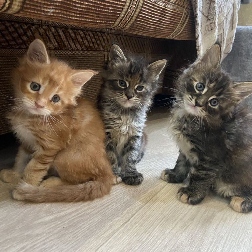 Котята мейн-кун