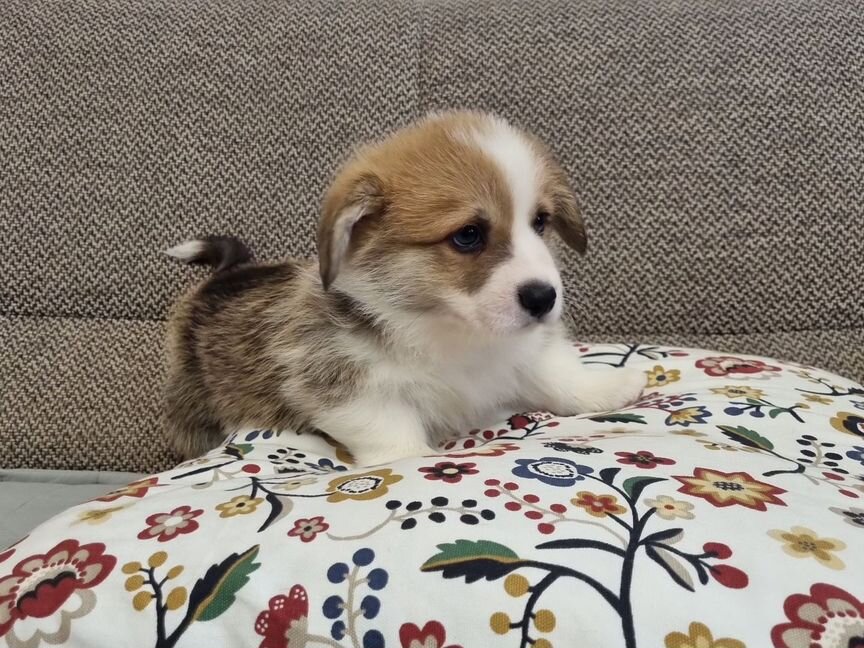 Вельш-корги пемброк