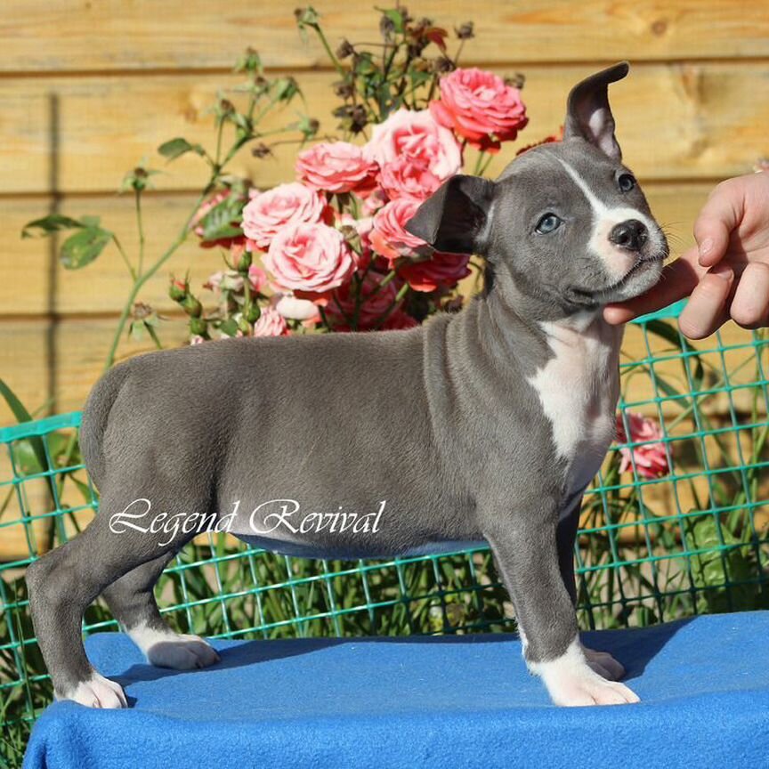 Девочка Ам. Стафф